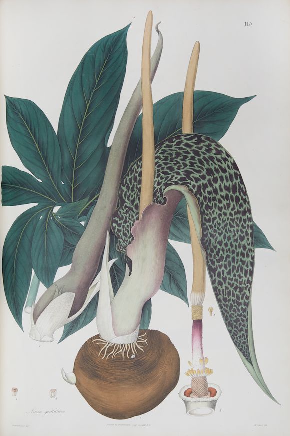 Bonhams : WALLICH, NATHANIEL. 1786- 1854. Plantae Asiaticae Rariores ...