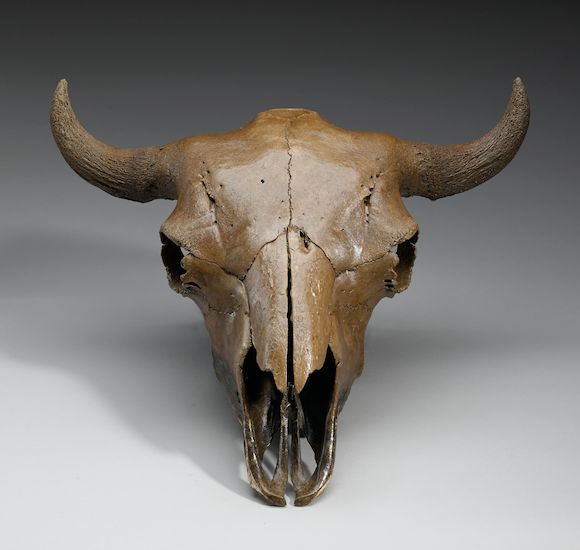 Bonhams : Ice Age Bison Skull from Kansas