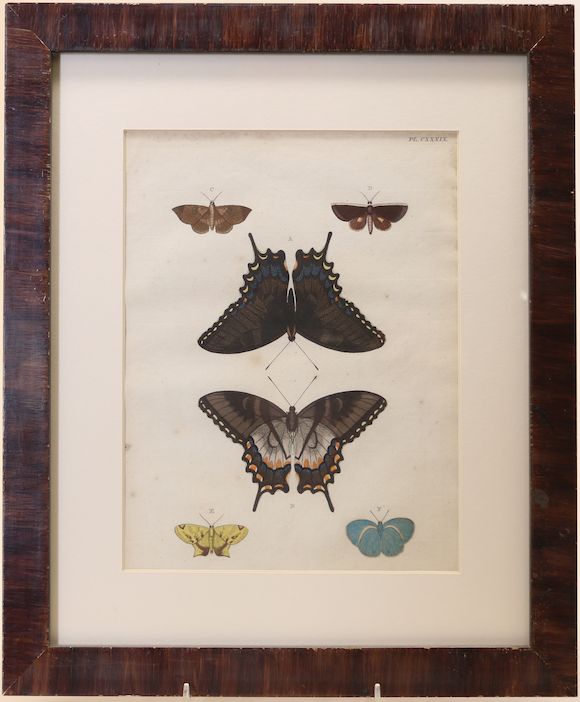 Bonhams : A set of six Dutch framed hand colored butterfly prints
