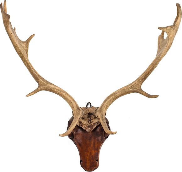 Bonhams : An asymmetrical fallow deer antlers mount with a carved ...