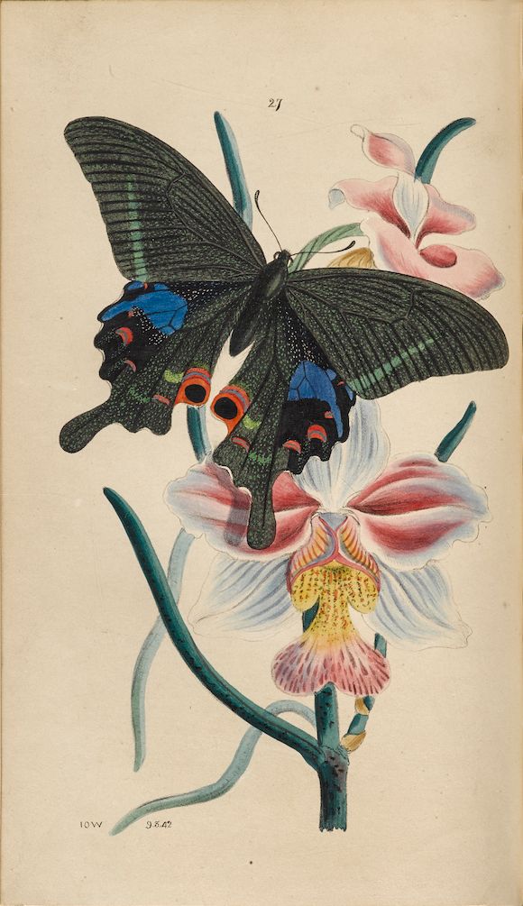 Bonhams : WESTWOOD, JOHN OBADIAH. 1805-1893. Arcana Entomologica; or ...