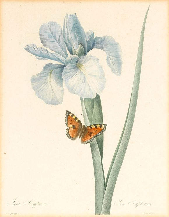 Bonhams : Pierre-Joseph Redouté (French-Belgian, 1759-1840) A group of ...