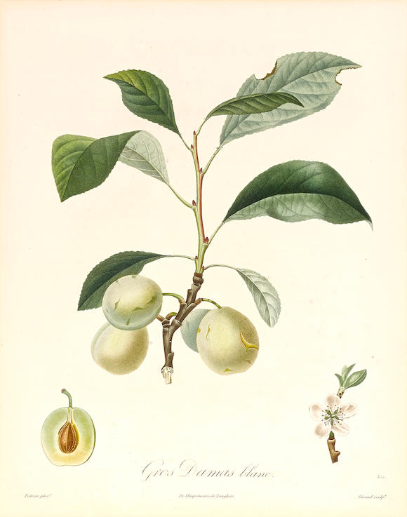 Bonhams An Assembled Group Of Fourteen Botanical Engravings Most 19th