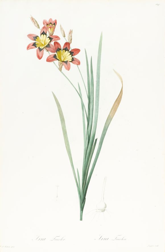 Bonhams : Pierre-Joseph Redouté (French-Belgian, 1759-1840) From Les ...