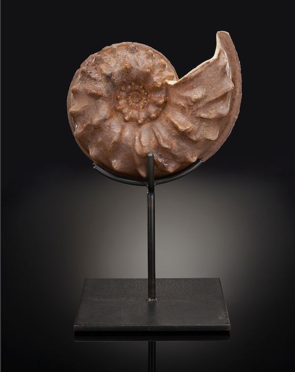 Bonhams : Unique Horned Russian Ammonite