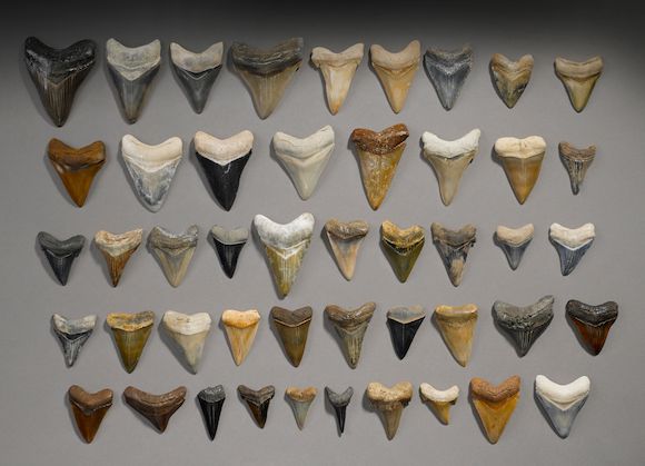 Bonhams : Large Collection of Shark Teeth