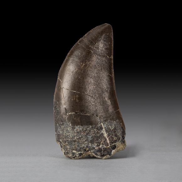 Bonhams : An Extremely Rare Torvosaurus Tooth