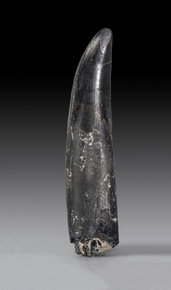 Bonhams : A Very Rare Allosaurus Premaxillary Tooth