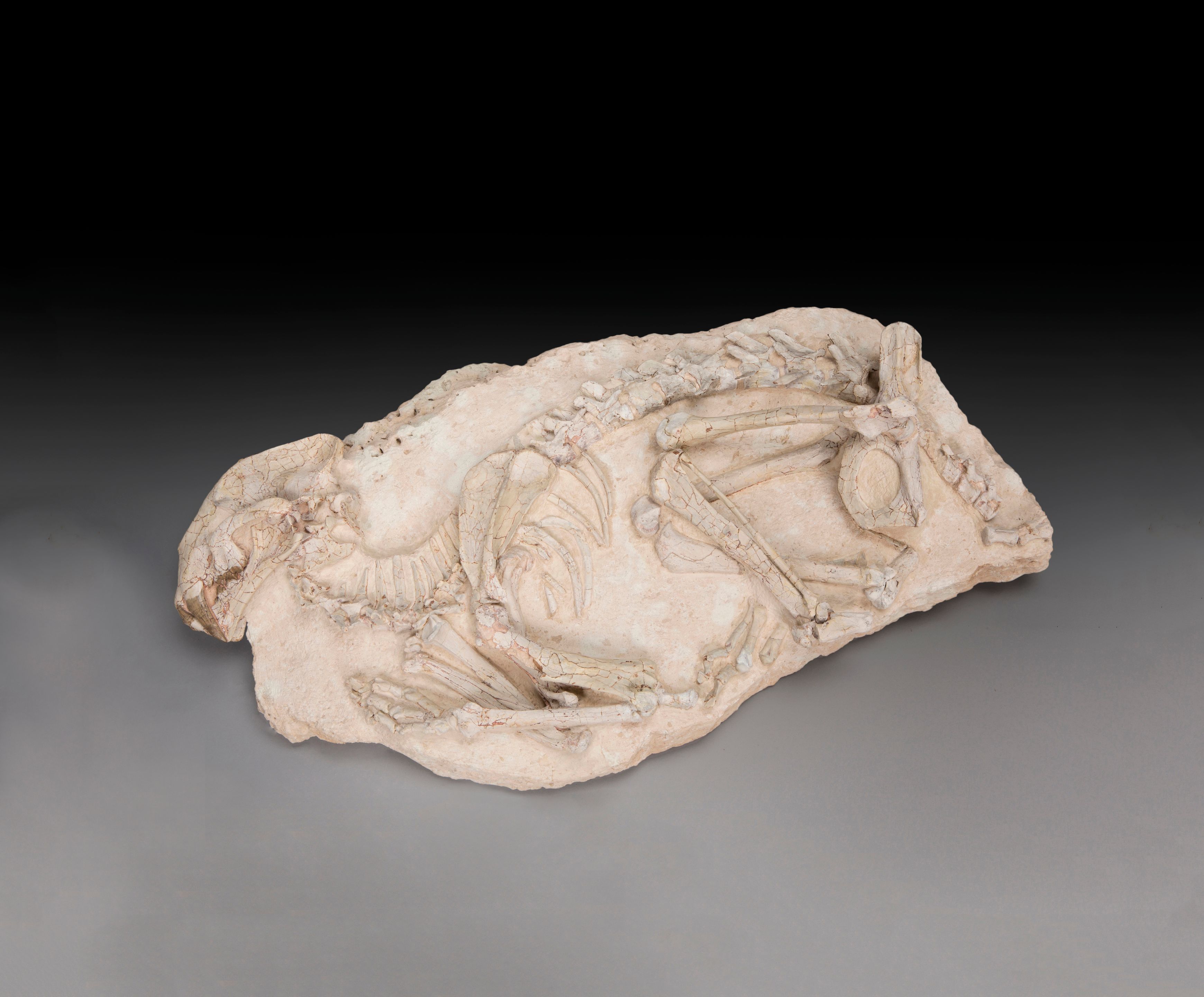 Bonhams : Rare Nimravid - Skeleton in Matrix