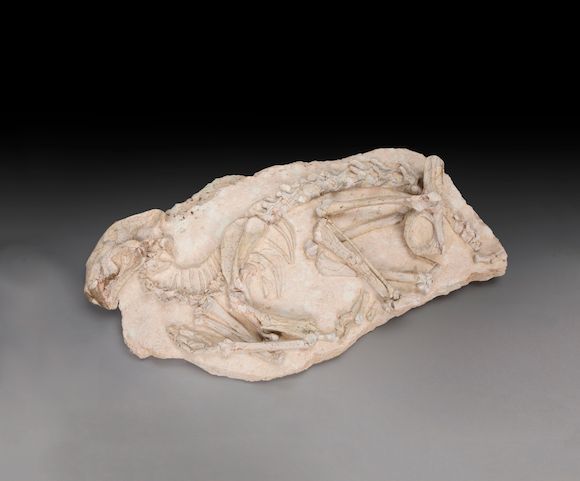 Bonhams : Rare Nimravid - Skeleton in Matrix