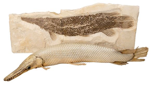 Bonhams : Eocene Gar fish and Modern Taxidermy Gar