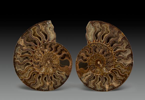 Bonhams : Group of Ammonites from Russia and Madagascar