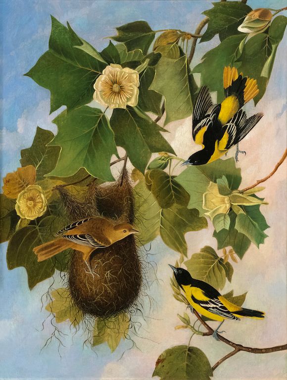 Bonhams : Joseph Bartholemew Kidd (1806-1889) Baltimore Oriole (after ...