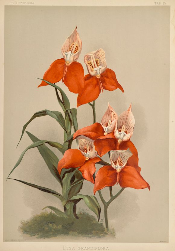 Bonhams : SANDER, HENRY FREDERICK CONRAD. 1847-1920. Reichenbachia ...