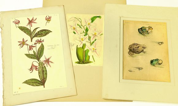 Bonhams : PLATES & ILLUSTRATION. A large group, approx 25 items including:
