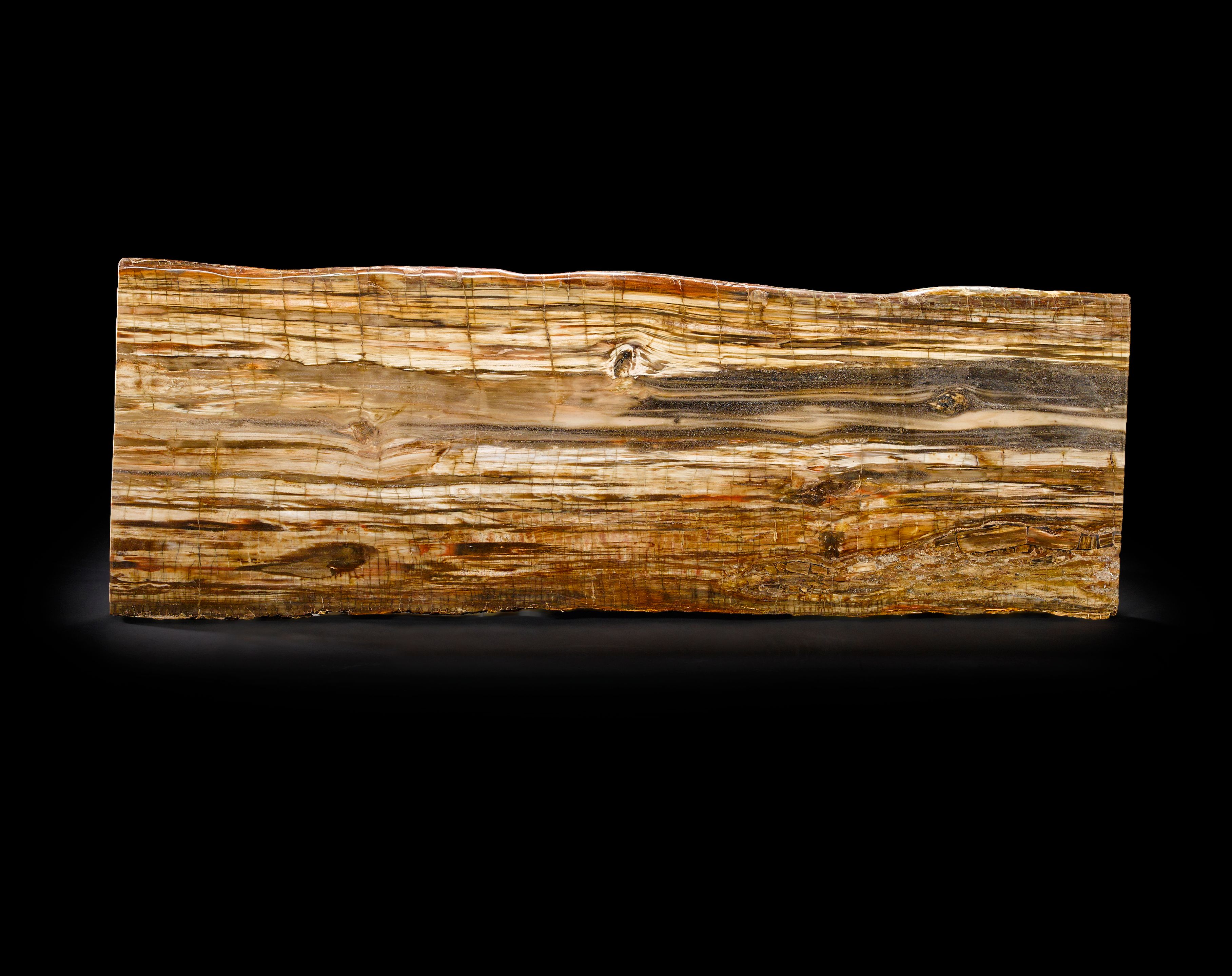 Bonhams : Petrified Wood Longitudinal Cross-section Specimen