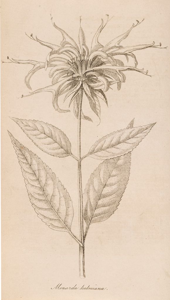 Bonhams : PURSH, FREDERICK. 1774-1820. Flora Americae Septentrionalis ...