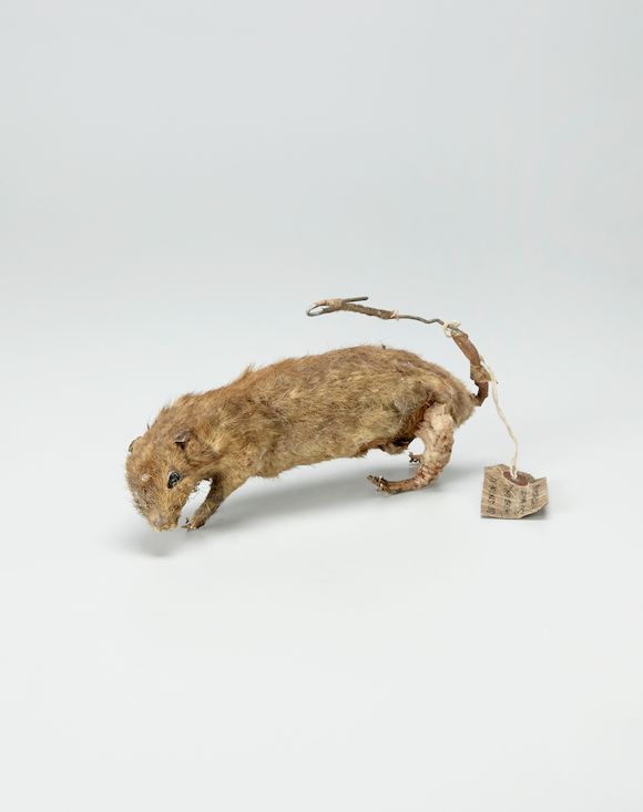 Bonhams : Explosive Rat Dummy. SOE [Special Operations Executive ...
