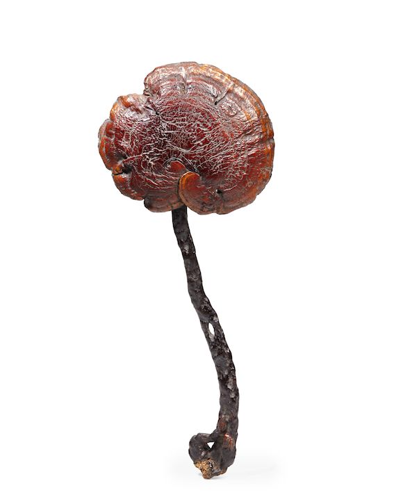 Bonhams : REISHIŌ 霊芝翁 A reishi-fungus scepter in the form of a fan ...