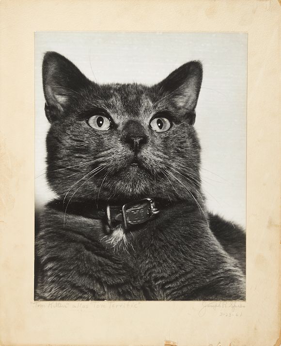 Bonhams : "Tom Kitten," the Kennedy cat. A collection of photographs ...