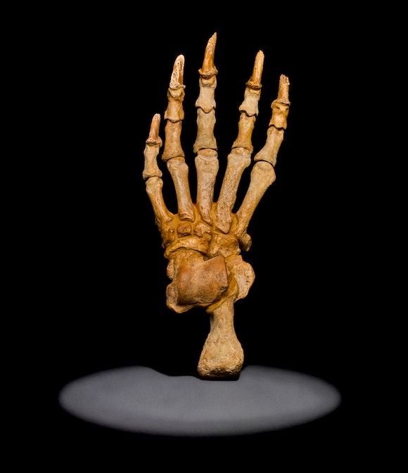 Bonhams : Extinct Cave Bear Paw