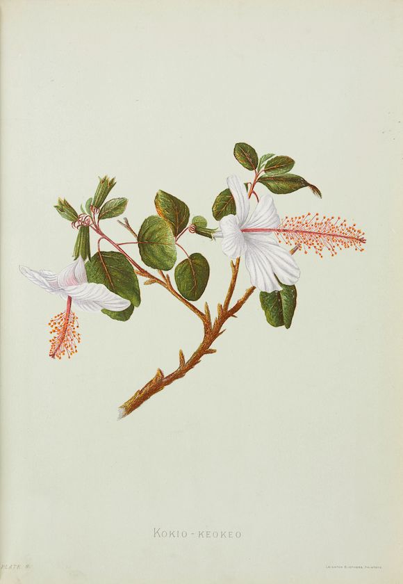 Bonhams : SINCLAIR, Isabella. 1842-1900. Indigenous Flowers of the ...