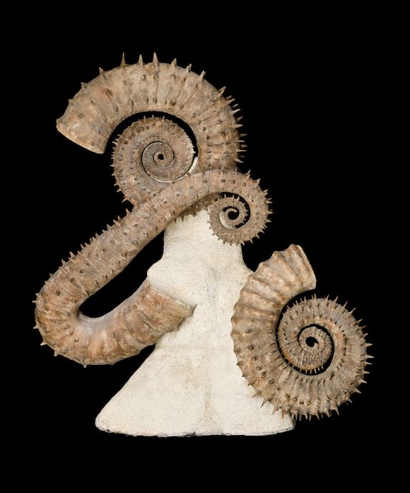 Bonhams : Group of Heteromorphic Ammonites