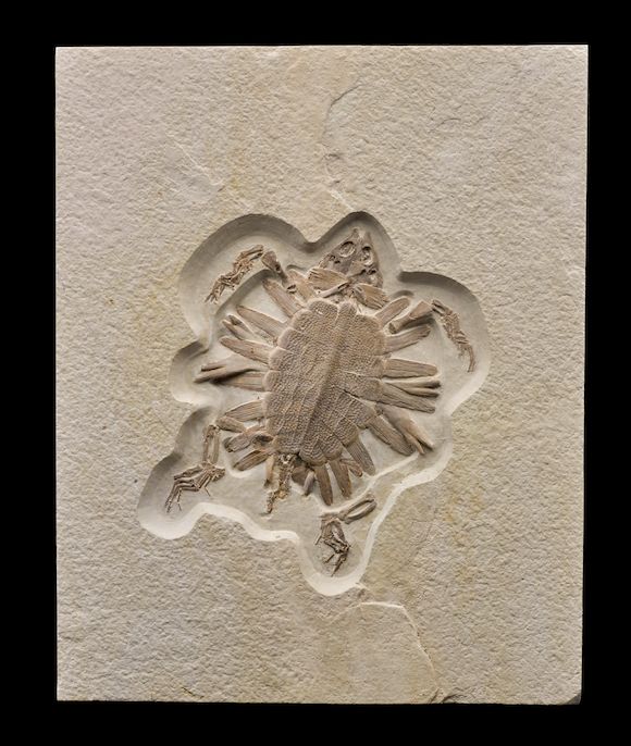 Bonhams : Splendid Eocene Turtle