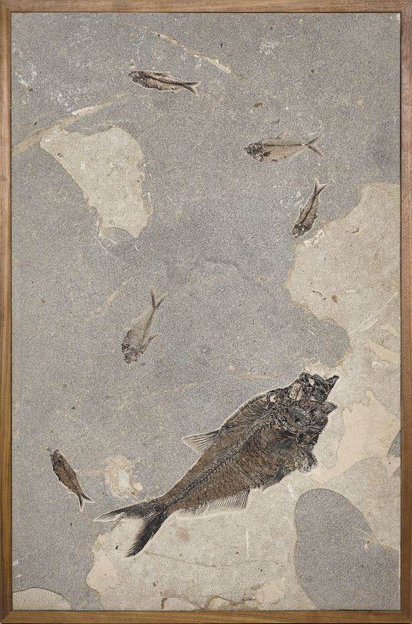 Bonhams : Fossil Fish in Limestone – Framed Mural