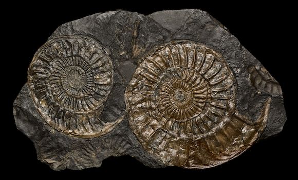 Bonhams : Pair of English Ammonites