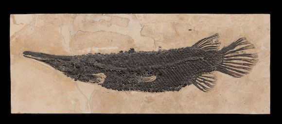 Bonhams : Superb Fossil Gar Fish