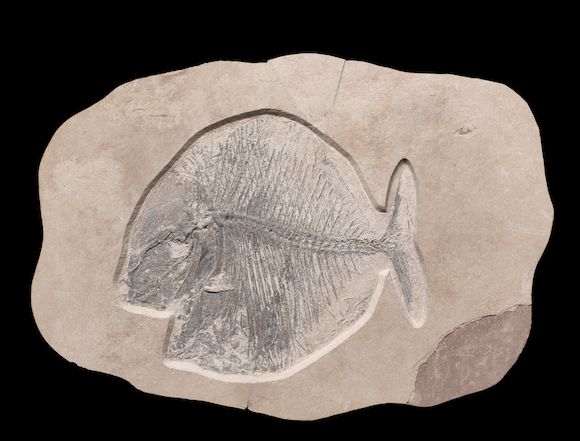 Bonhams : Unusual Fossil Fish from Texas