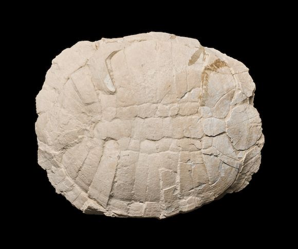 Bonhams : Very Large Fossil Badlands Turtle