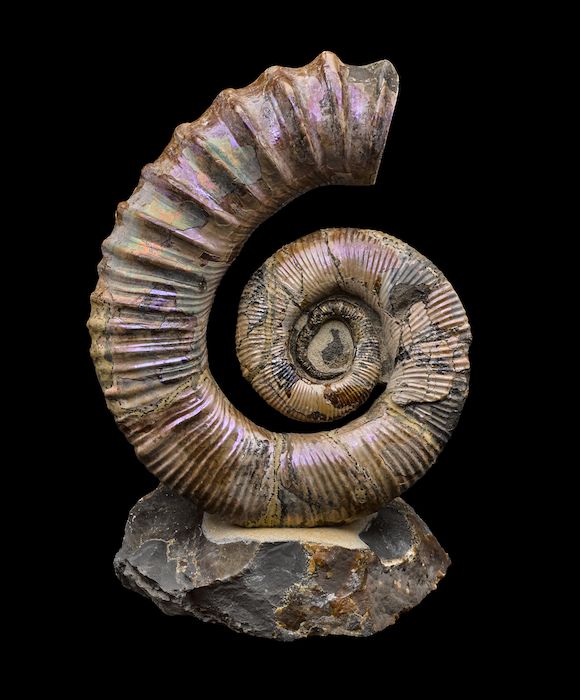 Bonhams : Opalescent Ammonite from Russia