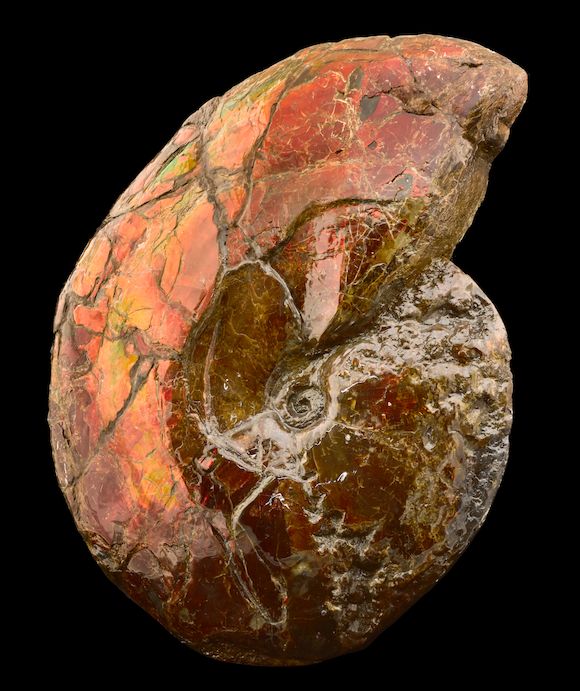 Bonhams : Large Red Opalescent Ammonite