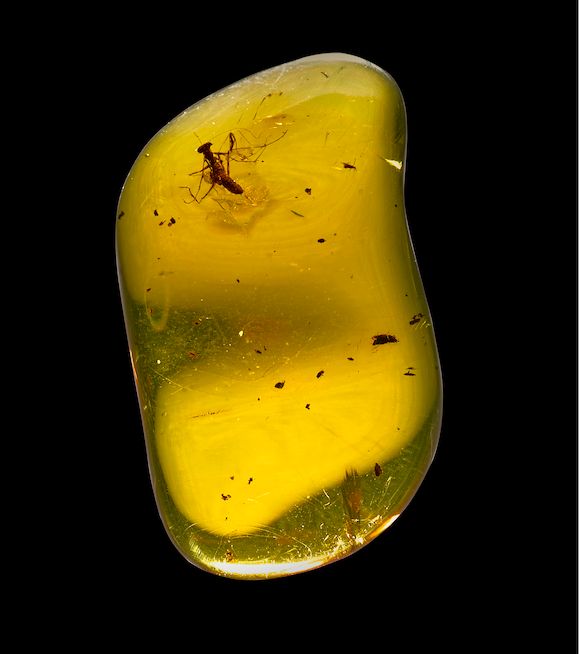 Bonhams : Mantis in Amber Specimen