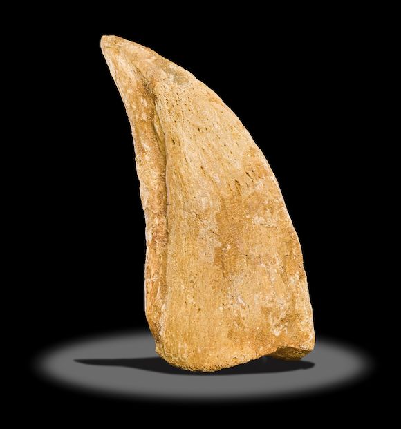 Bonhams : Exceptional Sauropod Dinosaur Claw