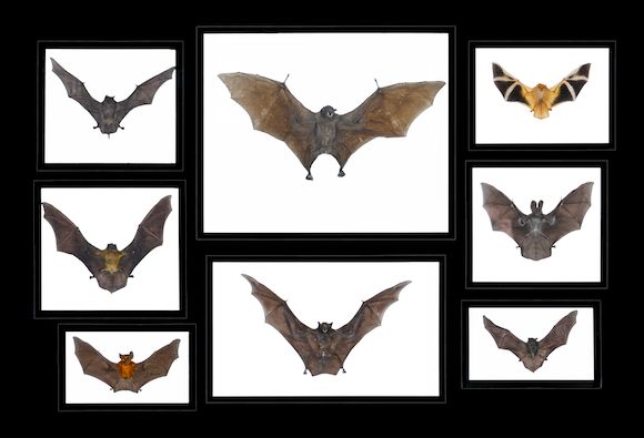 Bonhams : Collection of Eight Taxidermy Bats