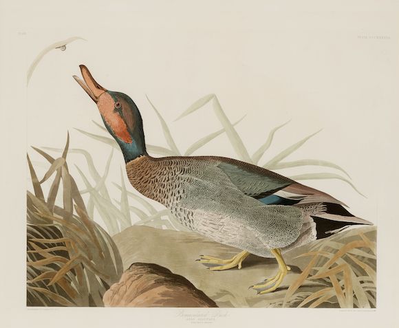 Bonhams : After John James Audubon (1785-1851); Bemaculated Duck (Plate ...