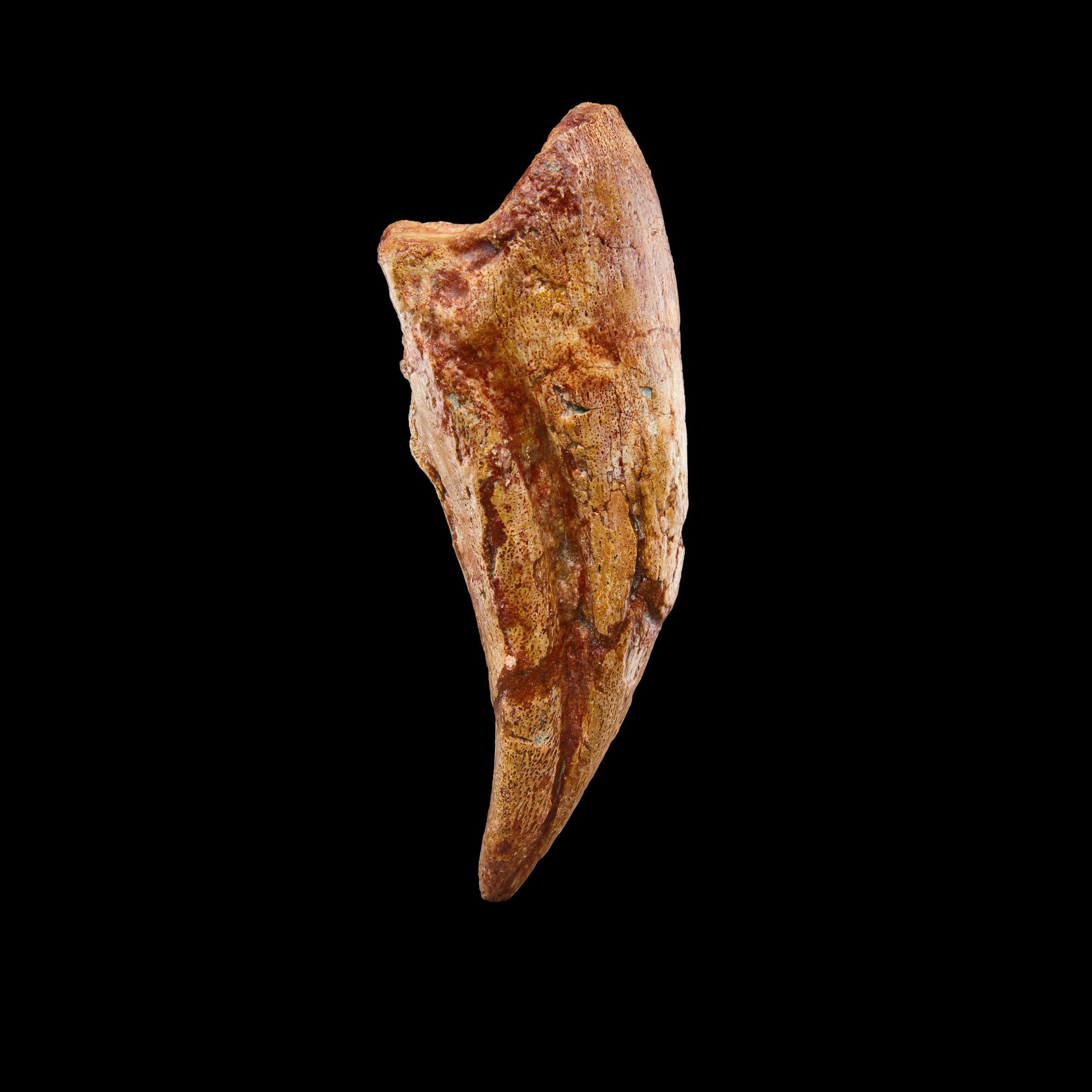 Bonhams : Huge Carcharodontosaurus Foot Claw
