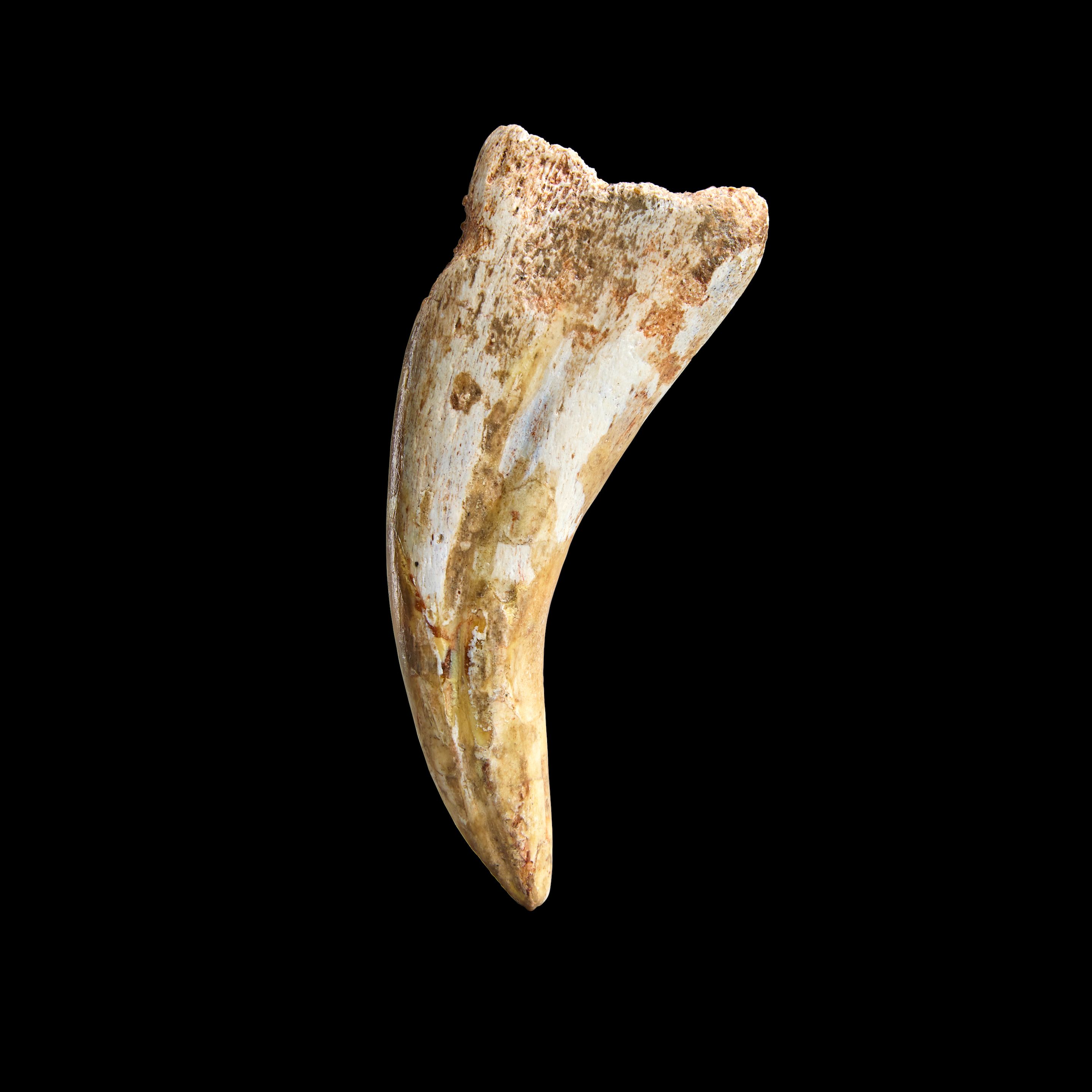 T.Rex Hand Claw - auctions & price archive