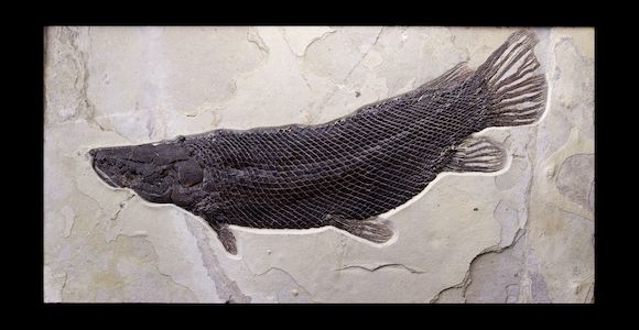 Bonhams : Superb, Large, Rare Fossil Garfish - Framed Wall Mural