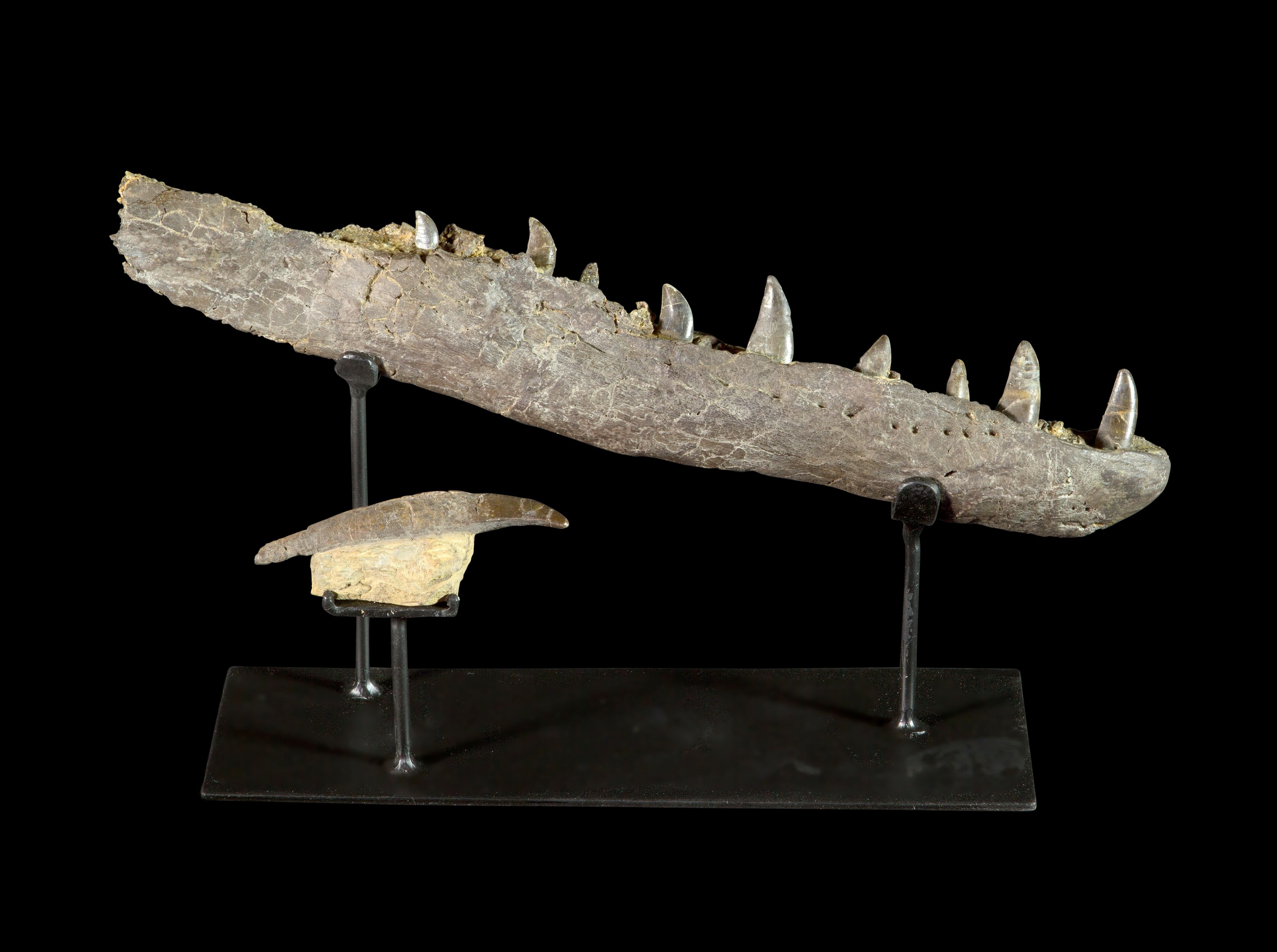 Bonhams : Juvenile Allosaurus Jaw with Teeth