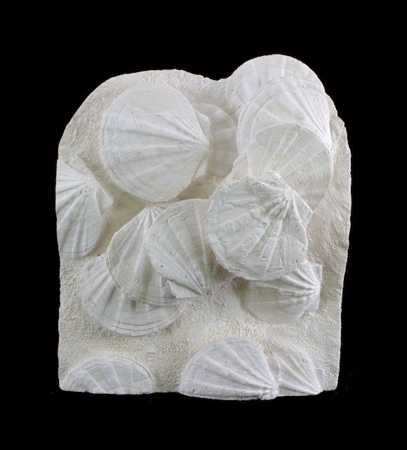 Bonhams : Assemblage of Prehistoric Shells