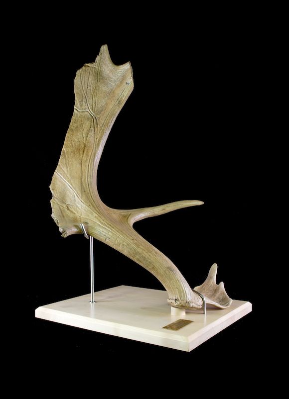 Bonhams : Irish Elk Horn on Base