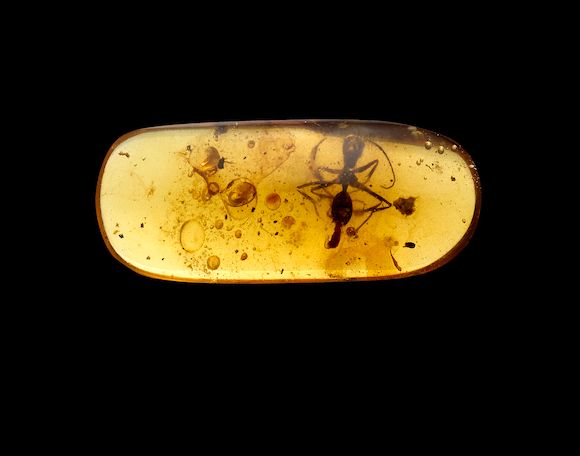 Bonhams : Extinct Species of Ant in Amber Cabochon