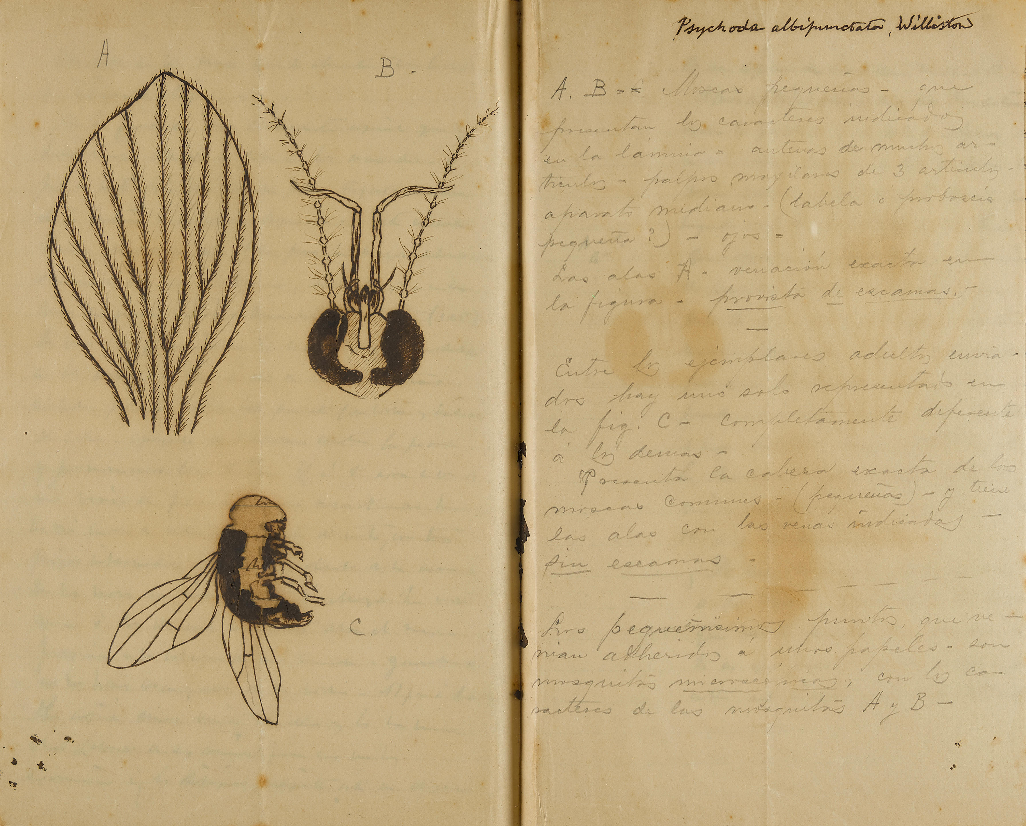 Bonhams : FINLAY Y BARRES, CARLOS JUAN. 1833-1915. Manuscript Notebook ...