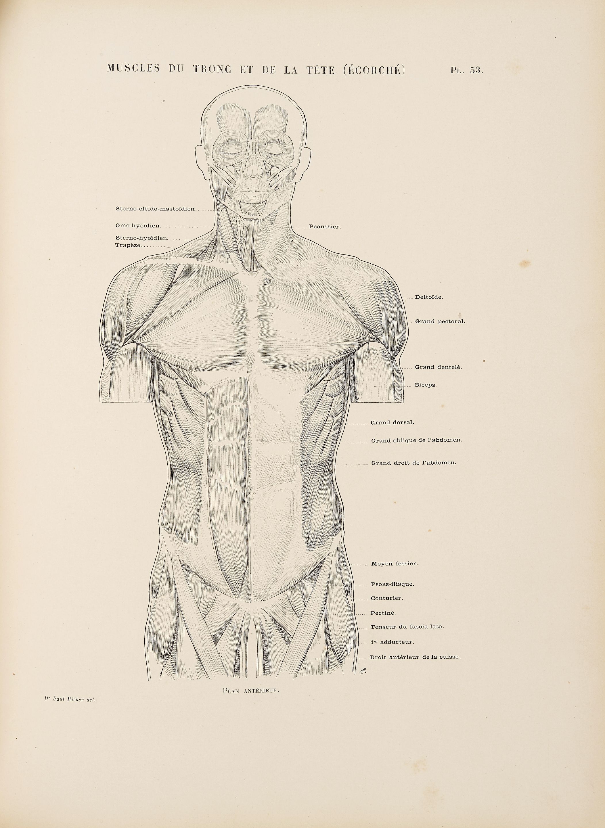 Paul Richer Artistic Anatomy Artistic Anatomy, P Richer