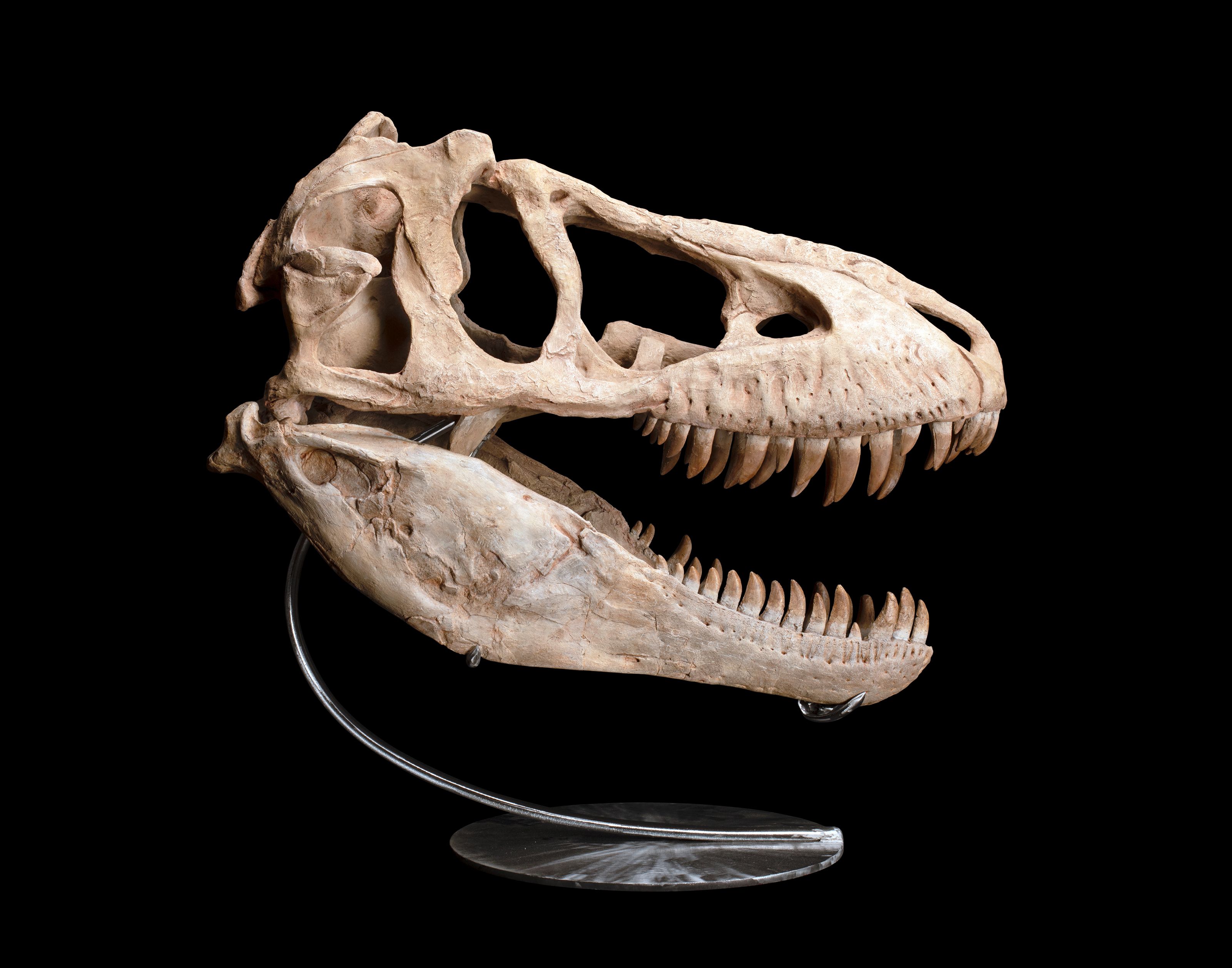 Bonhams : Tyrannosaurus Skull - Cast Replica