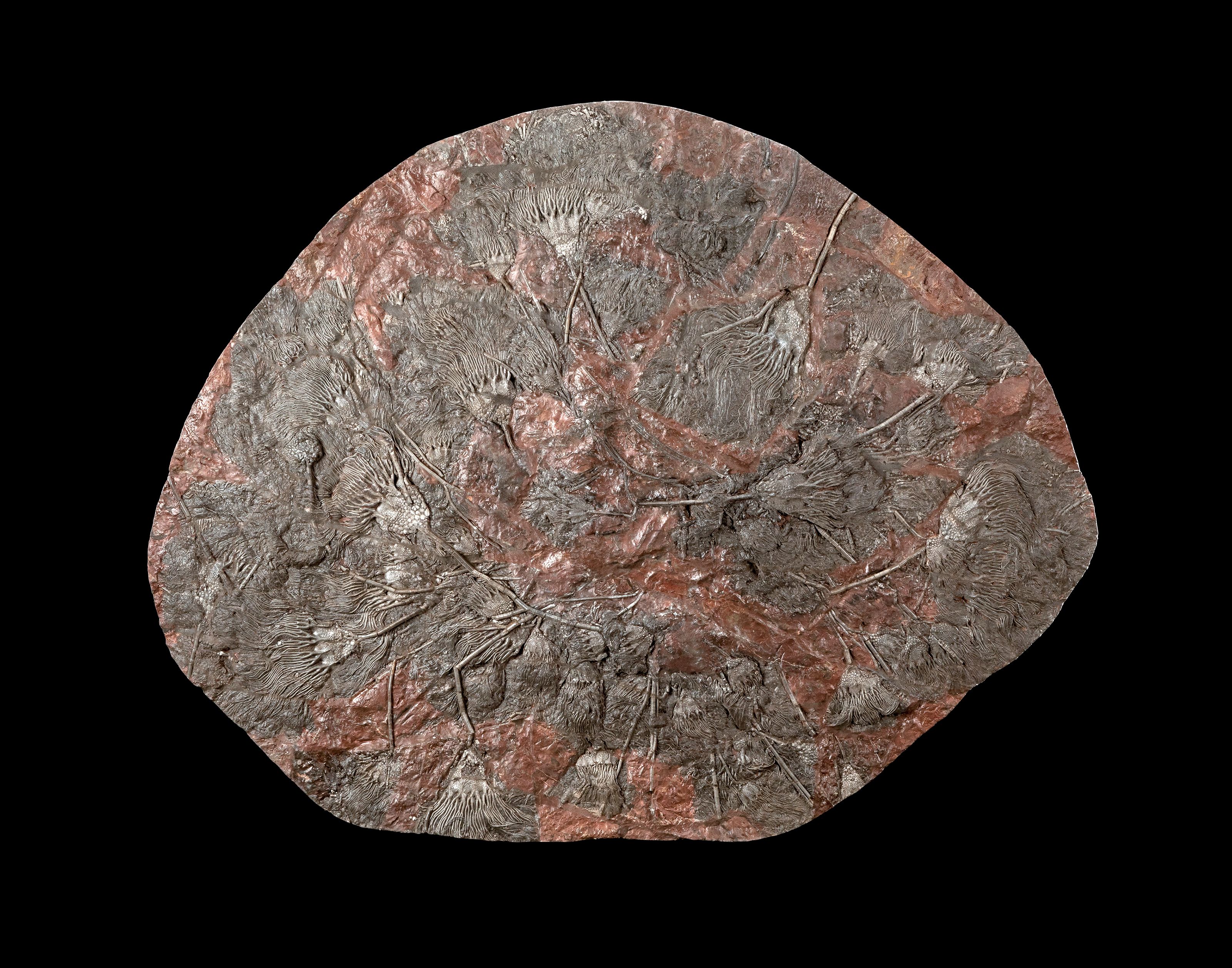 Bonhams : Large Crinoid Colony